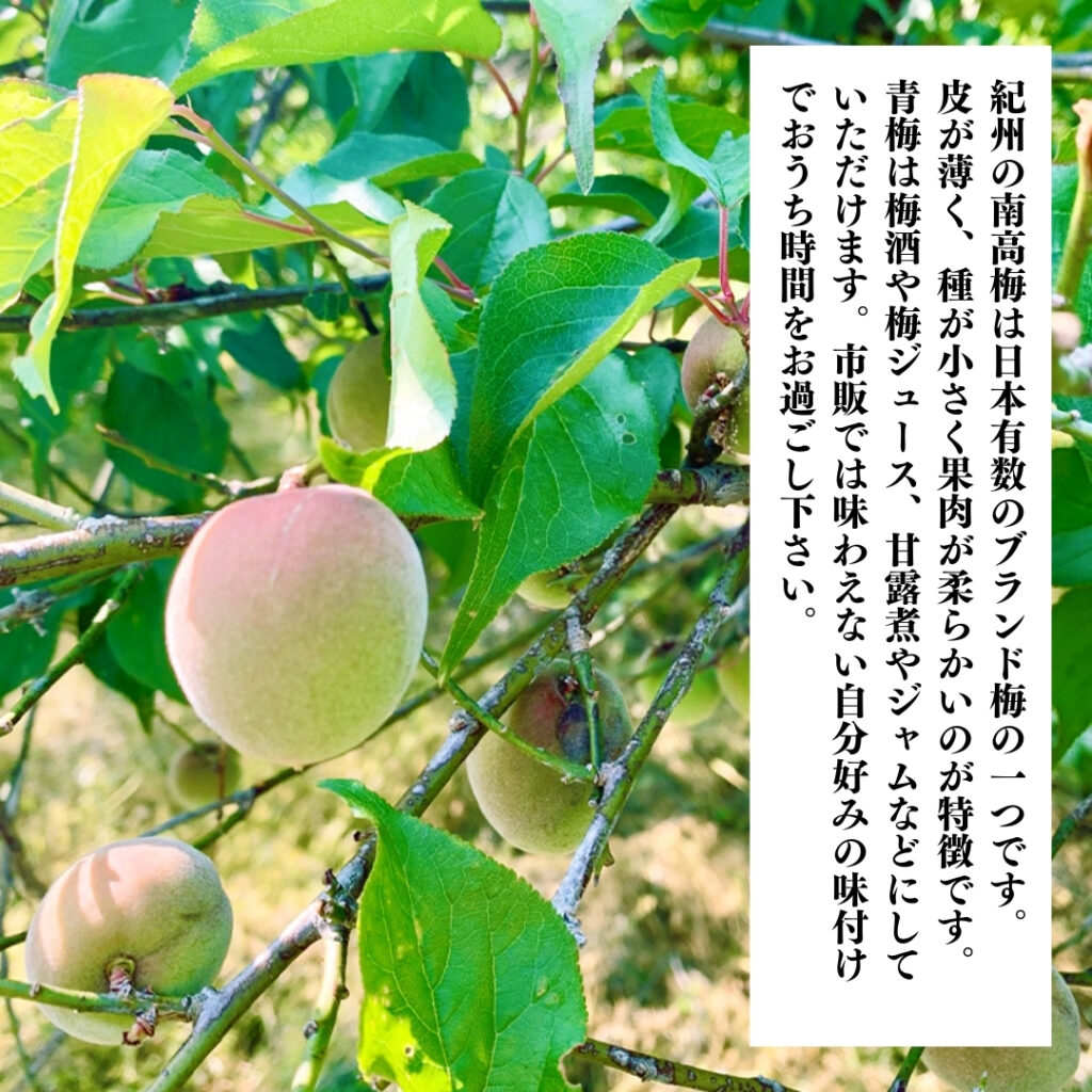 青梅 国産 南高梅 紀州 通販 3kg 梅 南高梅酒 梅シロップ 和歌山 産地直送 ｜みかんの会通販サイト